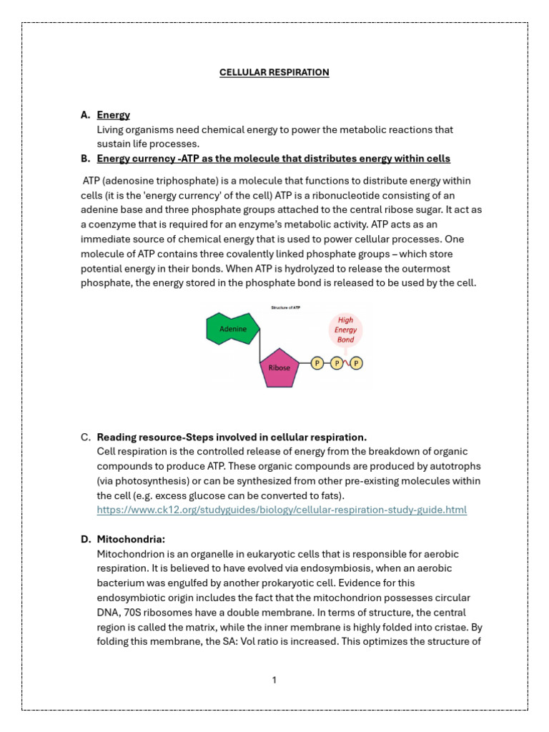 Cellular_Respiration_-Learning_resource | PDF | Cellular Respiration ...