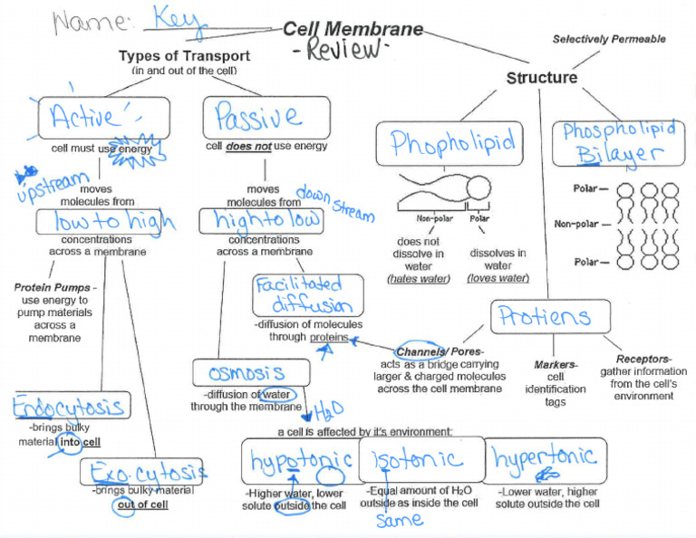 cell membrane concept map review | PDF