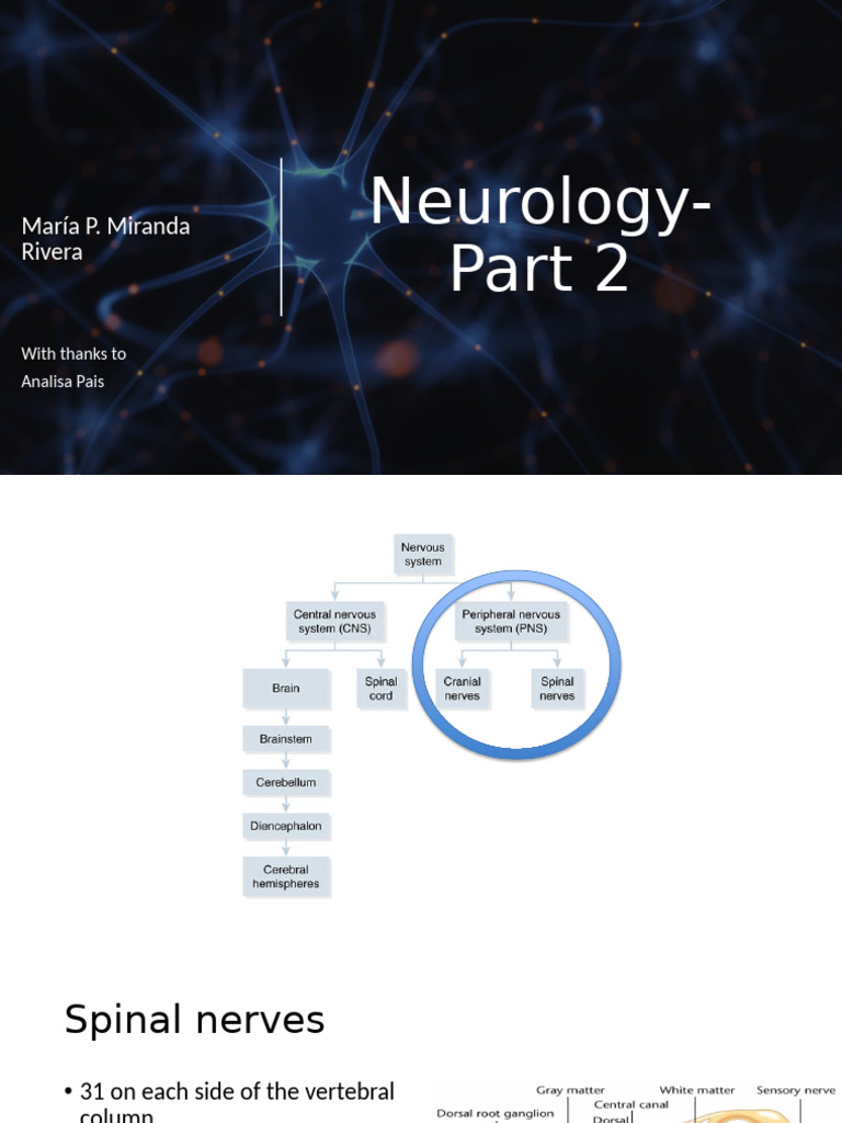 Neurology 2 | PDF | Neuron | Action Potential