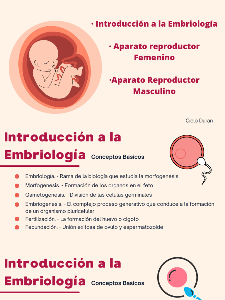 Documento de Nicky | PDF | Sistema reproductivo | Embrión