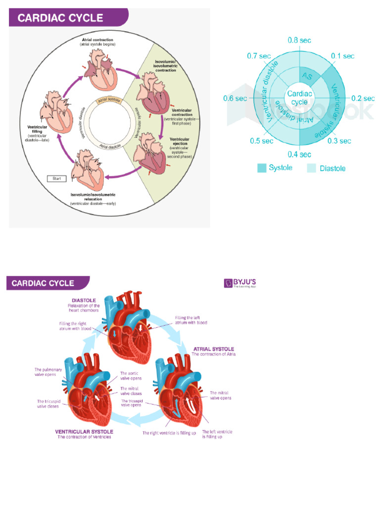 Cardiac Cycle | PDF