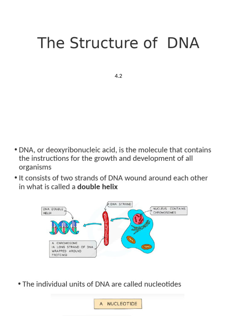 4.2 the Structure of DNA | PDF