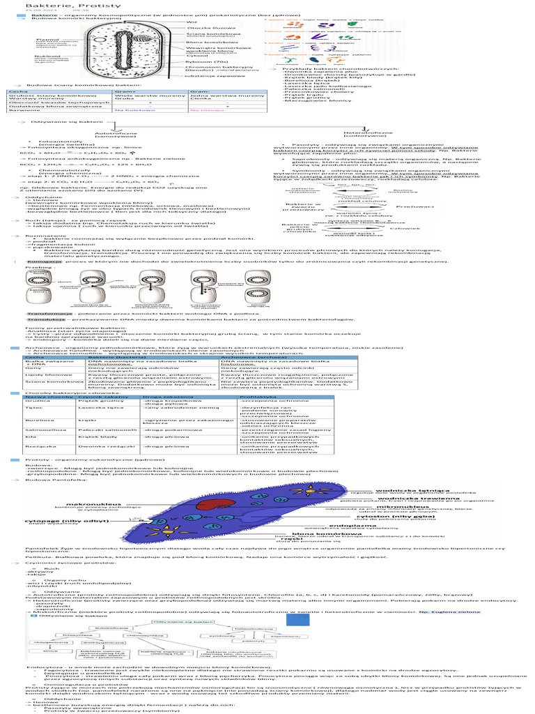 Bakterie, Protisty | PDF