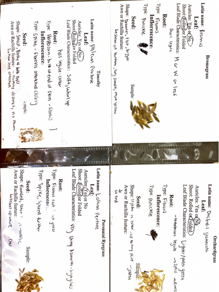 CROP Cheat Sheets | PDF | Branches Of Botany | Plant Morphology