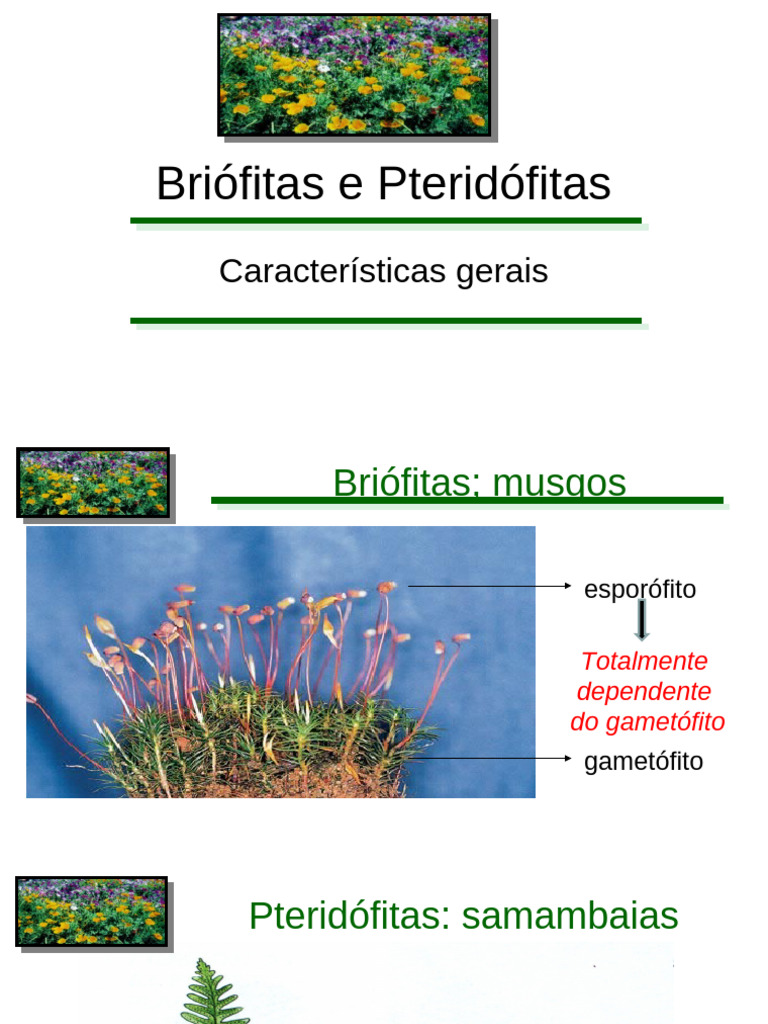 Características das Pteridófitas | PDF | Samambaia | Musgo