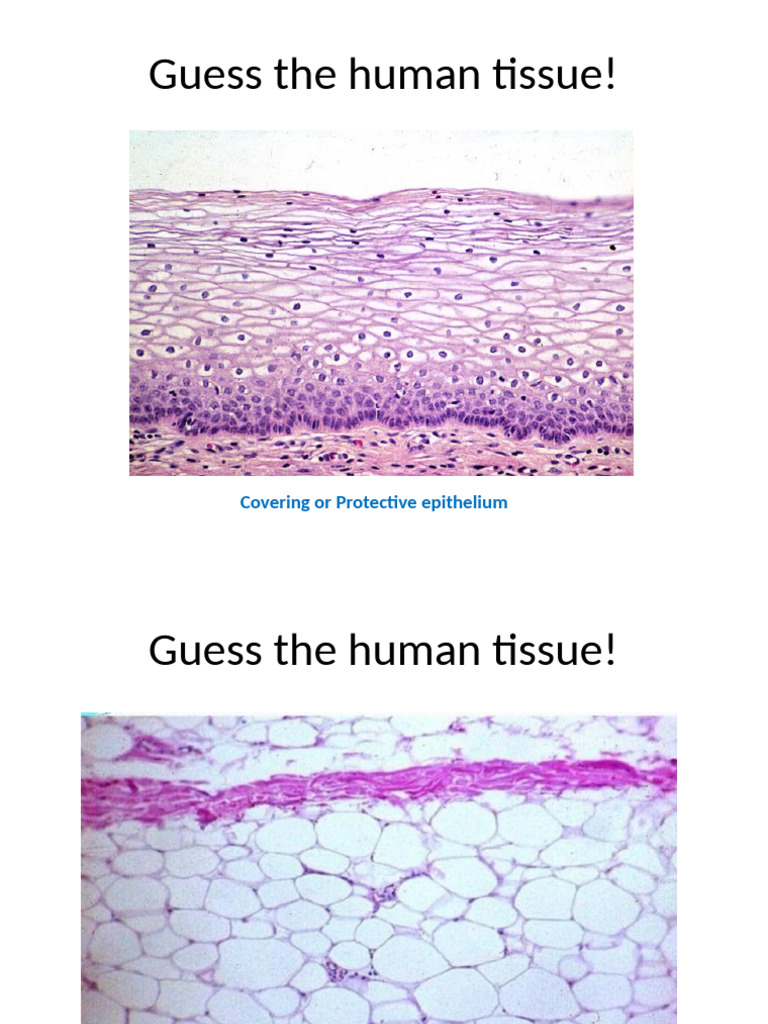 Tissues Images | PDF