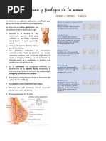 Anatomía de la Mama Femenina | PDF | Pecho | Sistema linfático