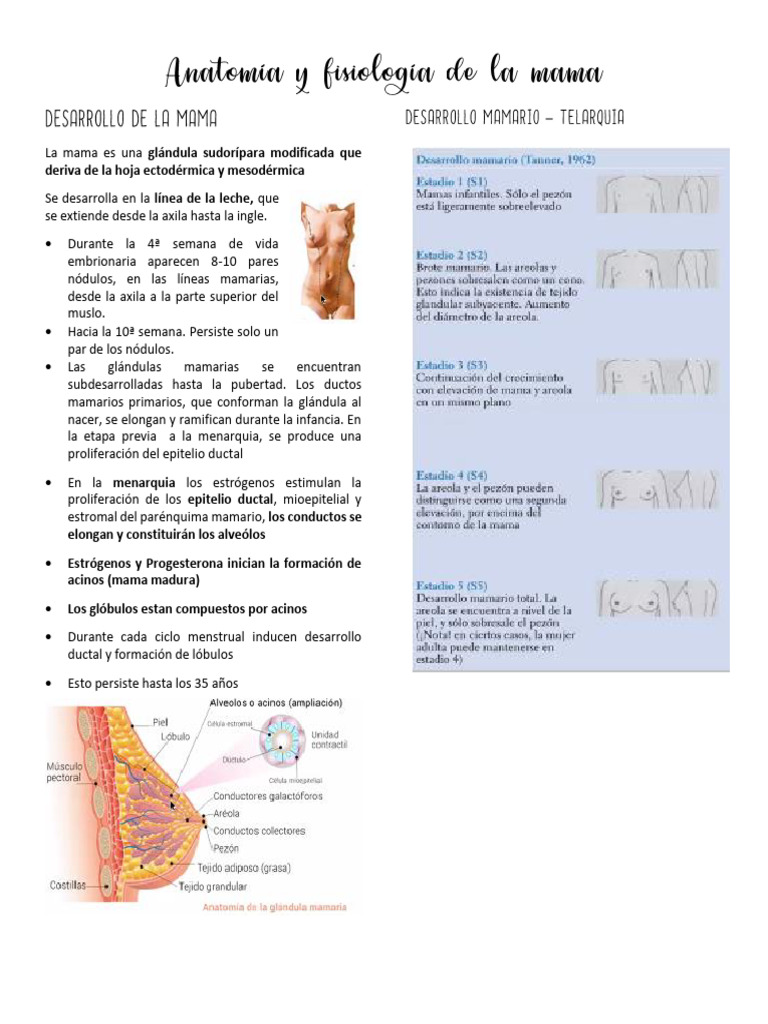 Anatomía y fisiología de la mama | PDF | Pecho | Lactancia