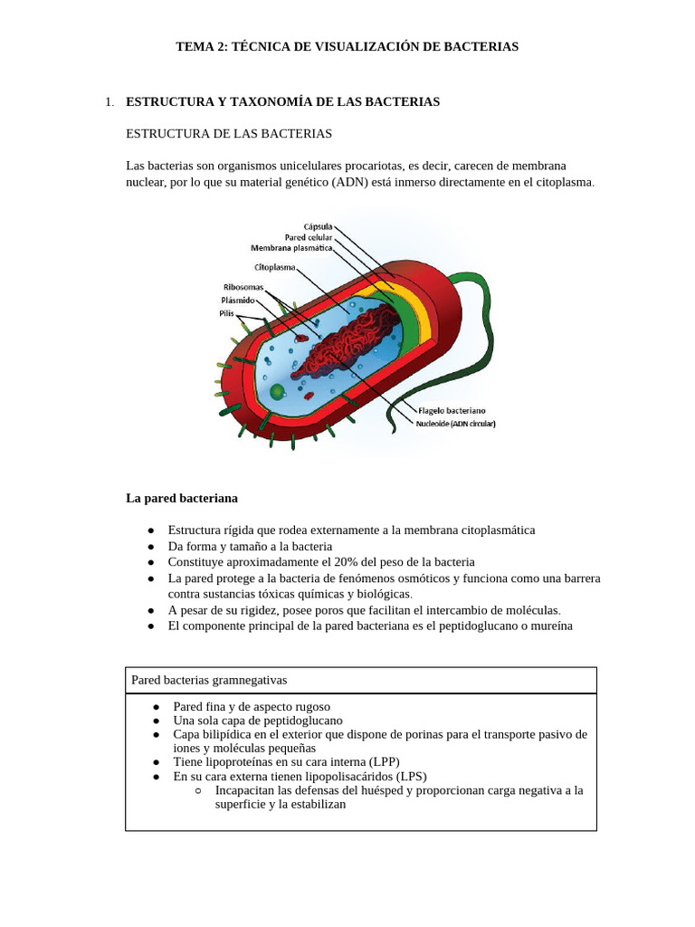 Tema 2 micro def | PDF | Las bacterias | Tinción