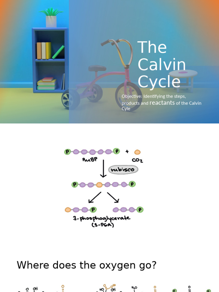 The Calvin Cycle | PDF