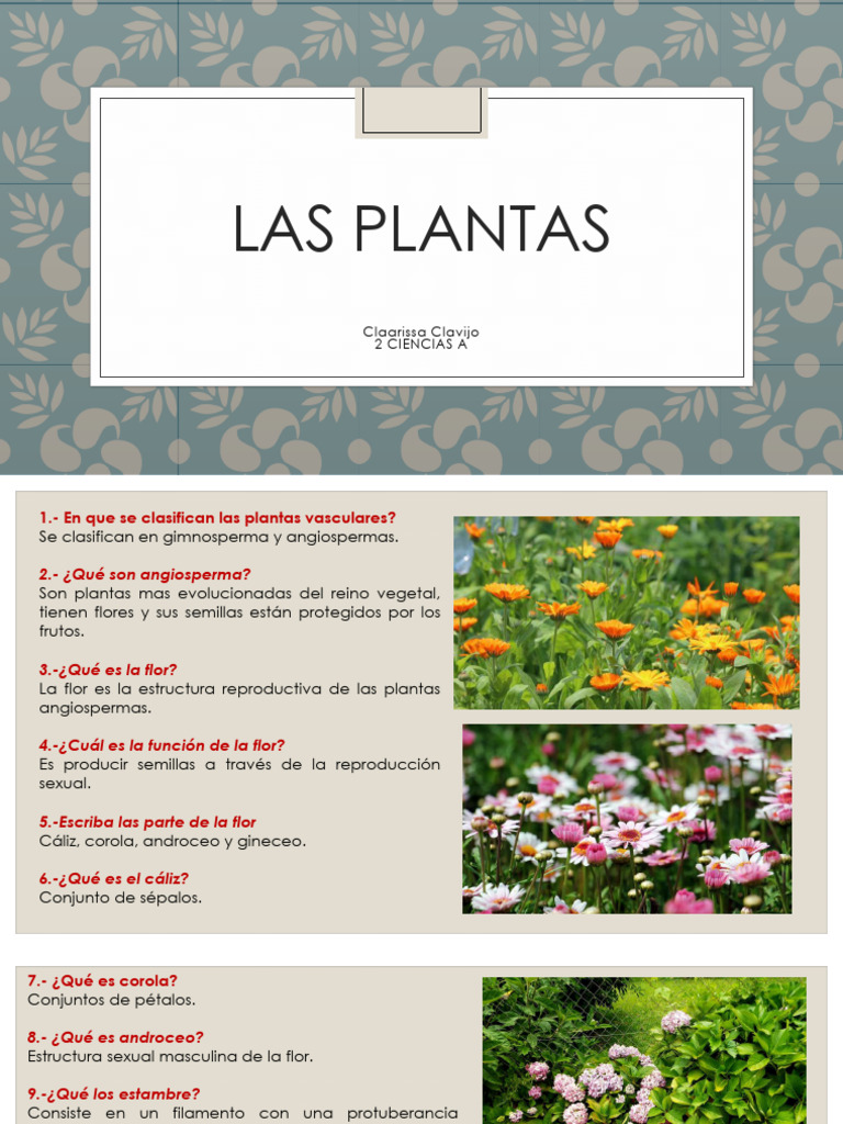 PLANTAS - 2 ciencias A | PDF