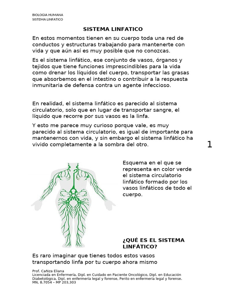 Sistema Linfatico | PDF | Sistema linfático | Linfocitos