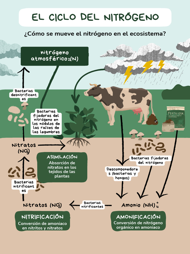 Afiche de ciencias Verde y Marrón del Ciclo del nitrógeno Estilo ...