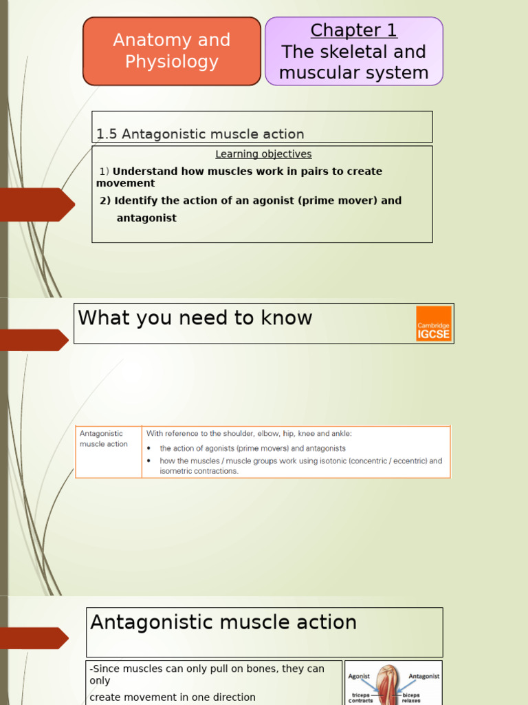 Antagonistic Muscle Action | PDF | Soft Tissue | Musculoskeletal System