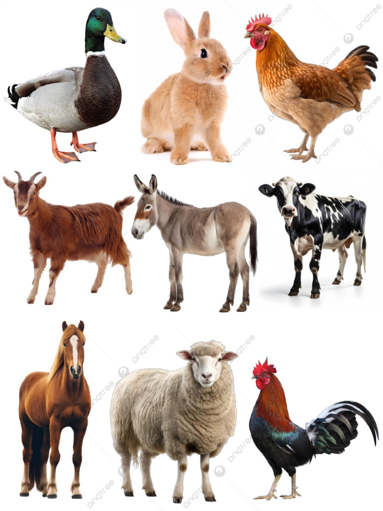 farm animals | PDF