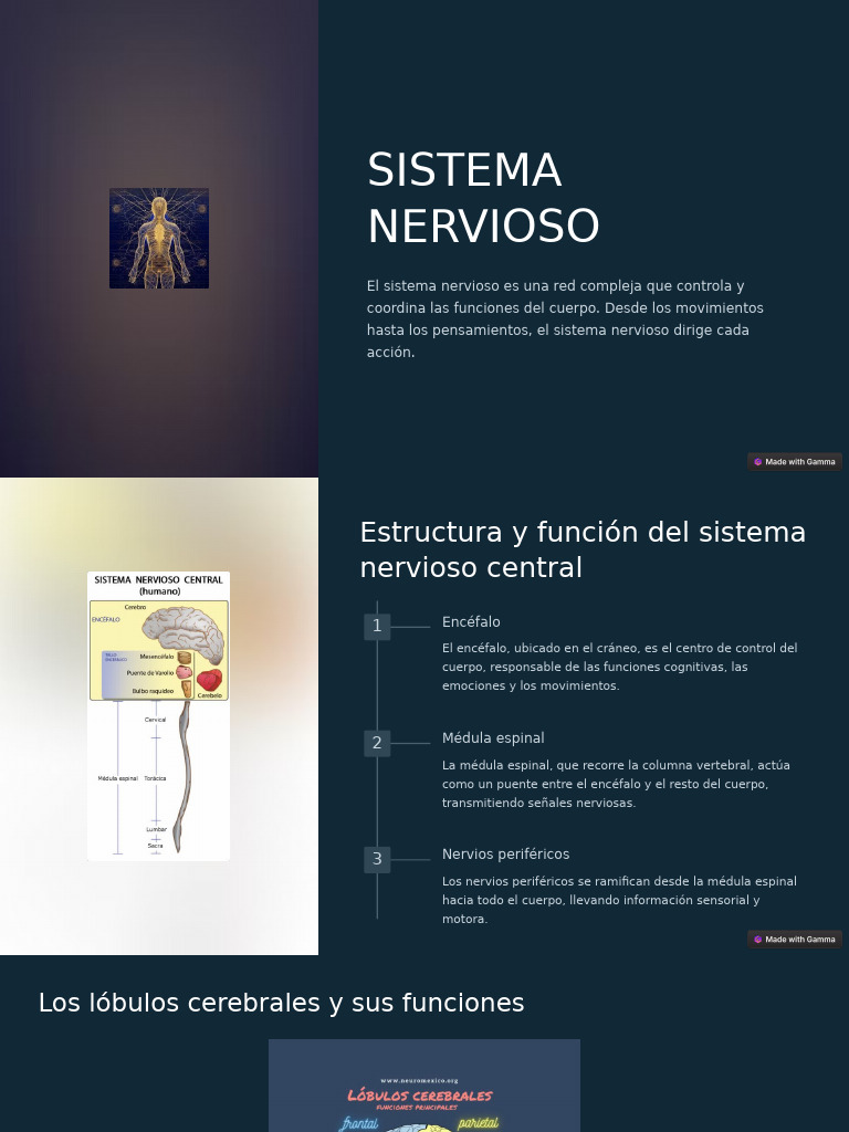 Sistema Nervioso | PDF | Cerebro | Nervio