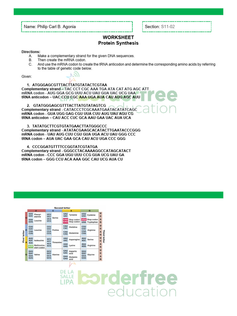 Annotated Protein Synthesis | PDF | Science & Mathematics