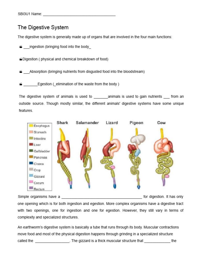 SBI3U1 - The Digestive System INTRO | PDF | Digestion | Digestive System
