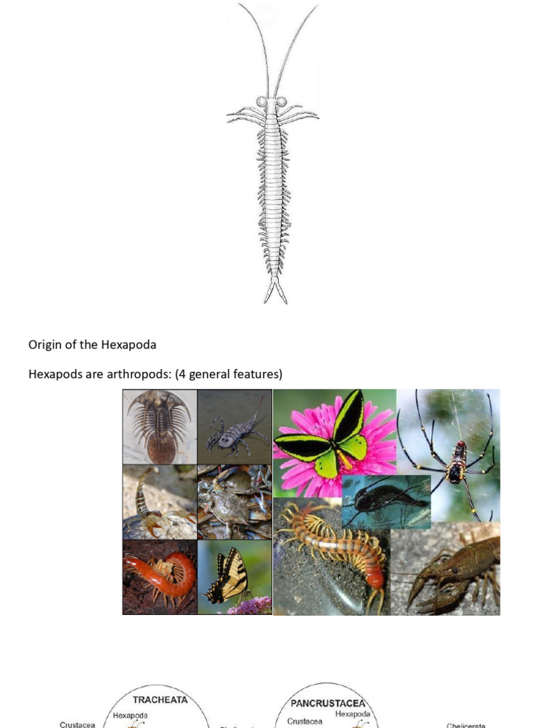 Origins of Hexapoda | PDF | Social Science | Young Adult