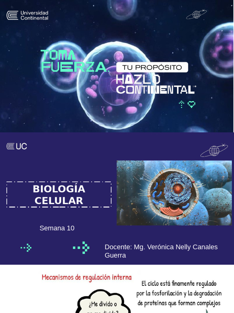 Sem 10 Regulación Del Ciclo Celular Pdf Ciencia Y Matemáticas 0820