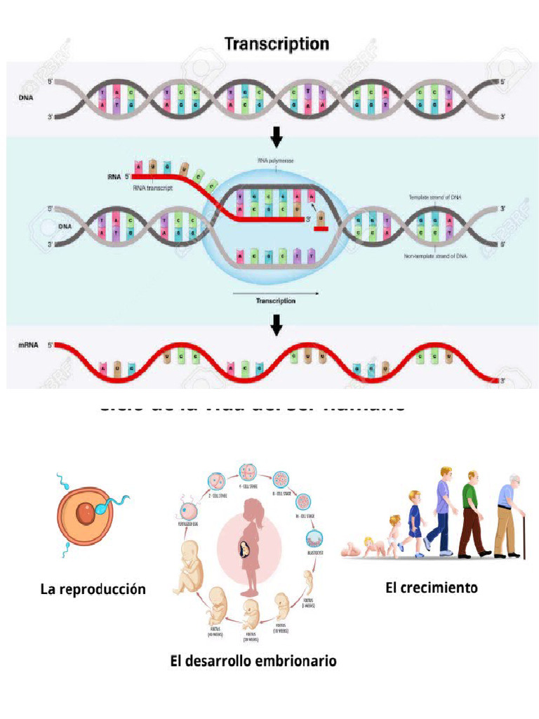 Re 2 e 1 Qe 1 e 1 Re 1 e 1 e 1 | PDF