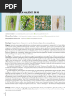 THYSANOPTERA | PDF | Insetos | Zoologia