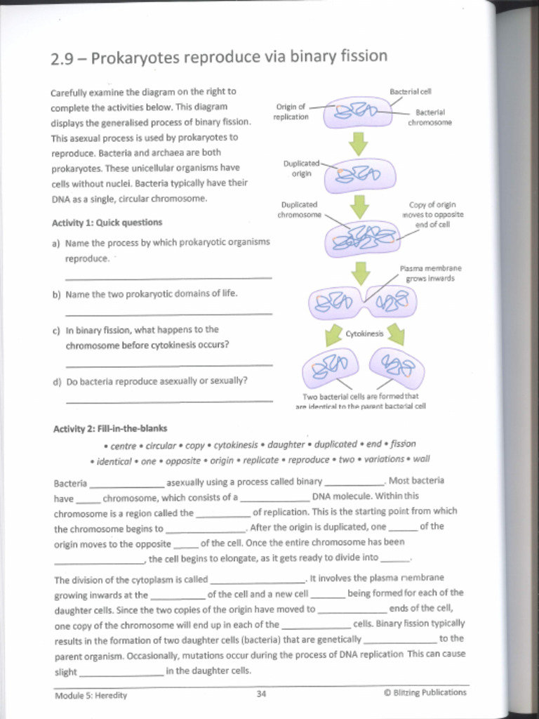 Prokaryotes Reproduce Via Binary Fission | PDF