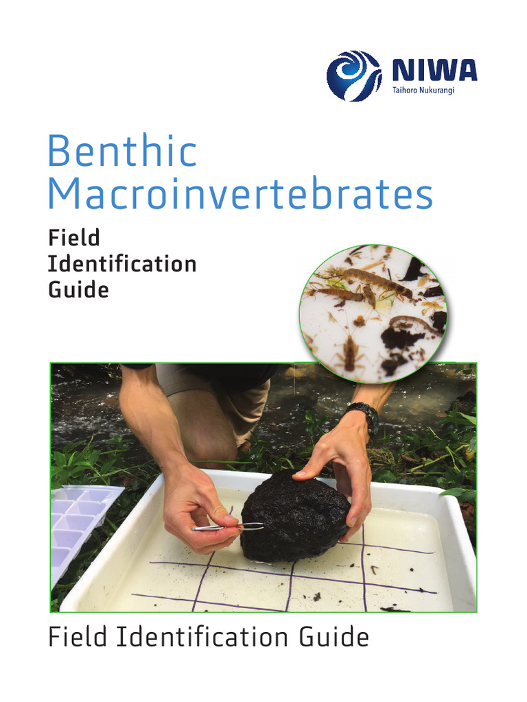 Benthic Macroinvertebrate Guide | PDF | Invertebrate | Fly