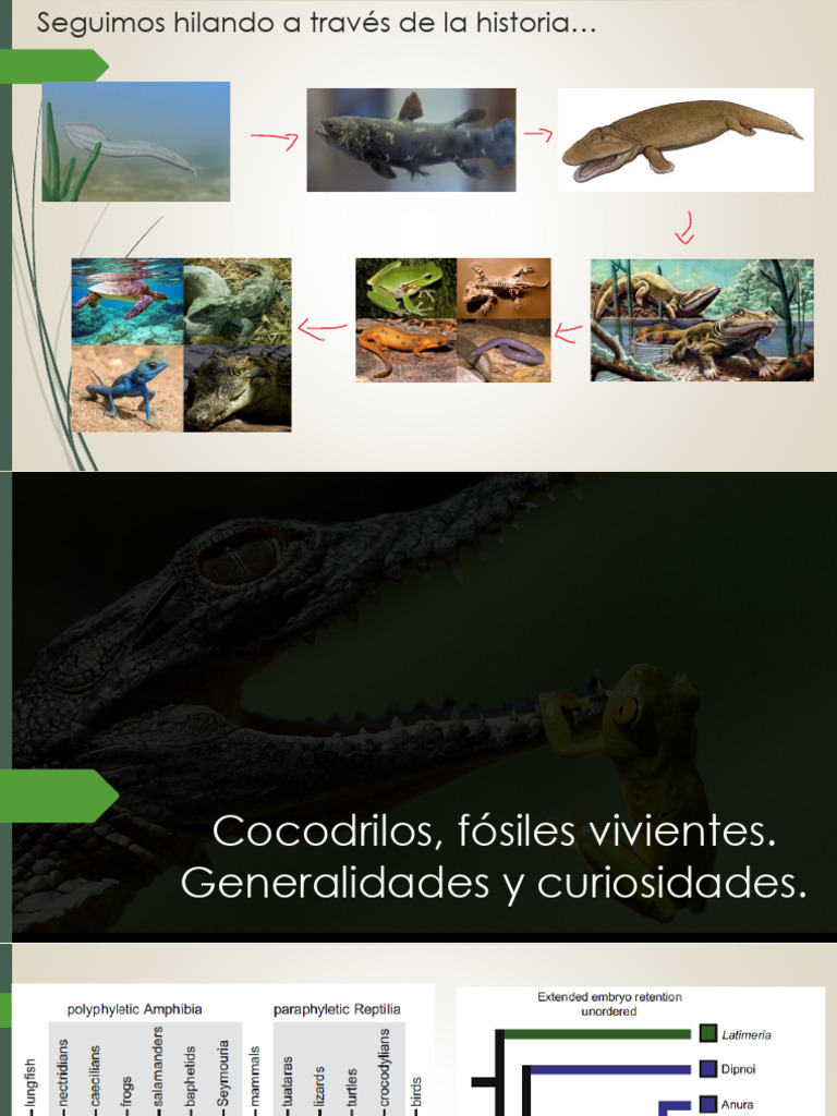 Apuntes sobre cocodrilos y caimanes | PDF | Cocodrilo | Cocodrilos