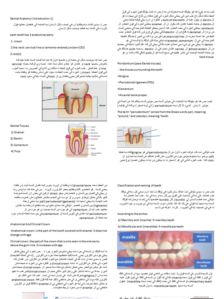 Dental 1 Lec.1 | PDF