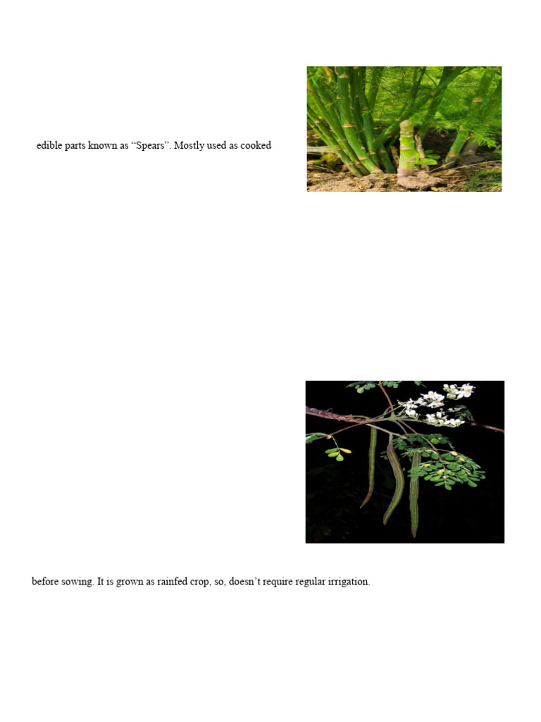 Minor Vegetables Guide: Asparagus, Drumstick & More | PDF | Vegetables ...