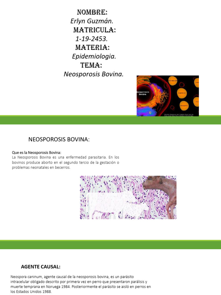 Neosporosis Bovina: Causas y Control | PDF | Vacas | Infección