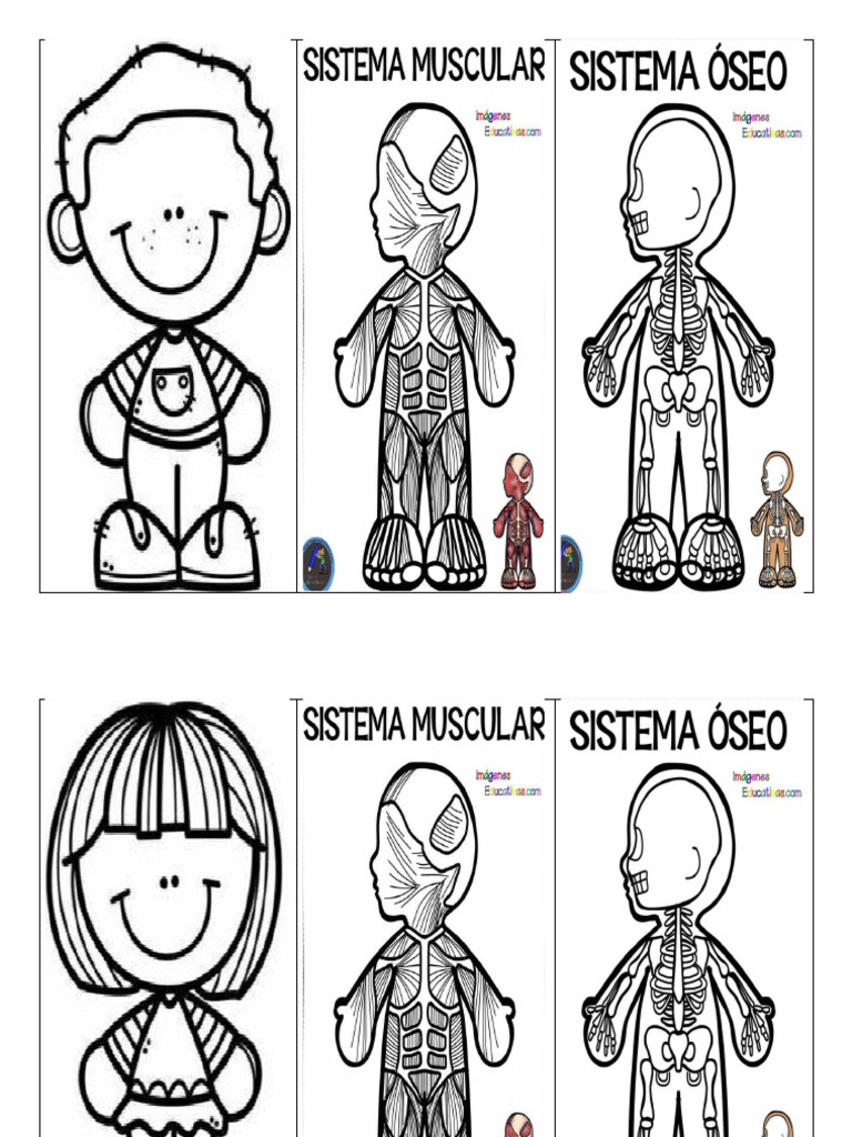 Sistema Oseo y Muscular | PDF