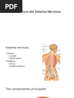 Anatomía del Tectum y Tegmentum | PDF | Anatomía | Cerebro