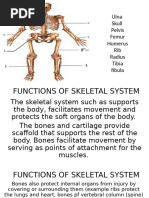 Skeletal and Muscular System GIU Grade 4 - With Ans Key | PDF | Muscle ...