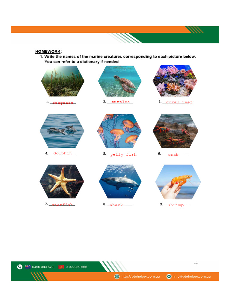 Marine Life | PDF | Sharks | Marine Biology