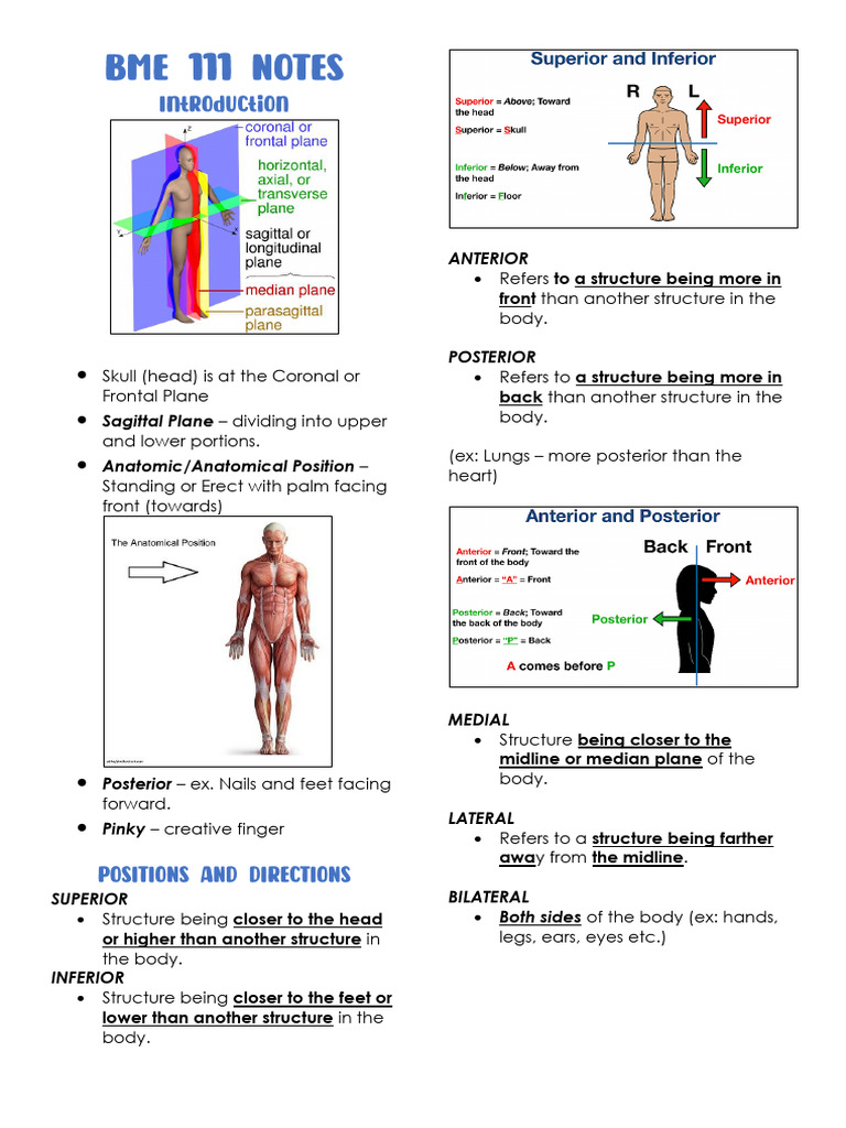 BME 111 Movements and Directions | PDF | Anatomical Terms Of Motion ...