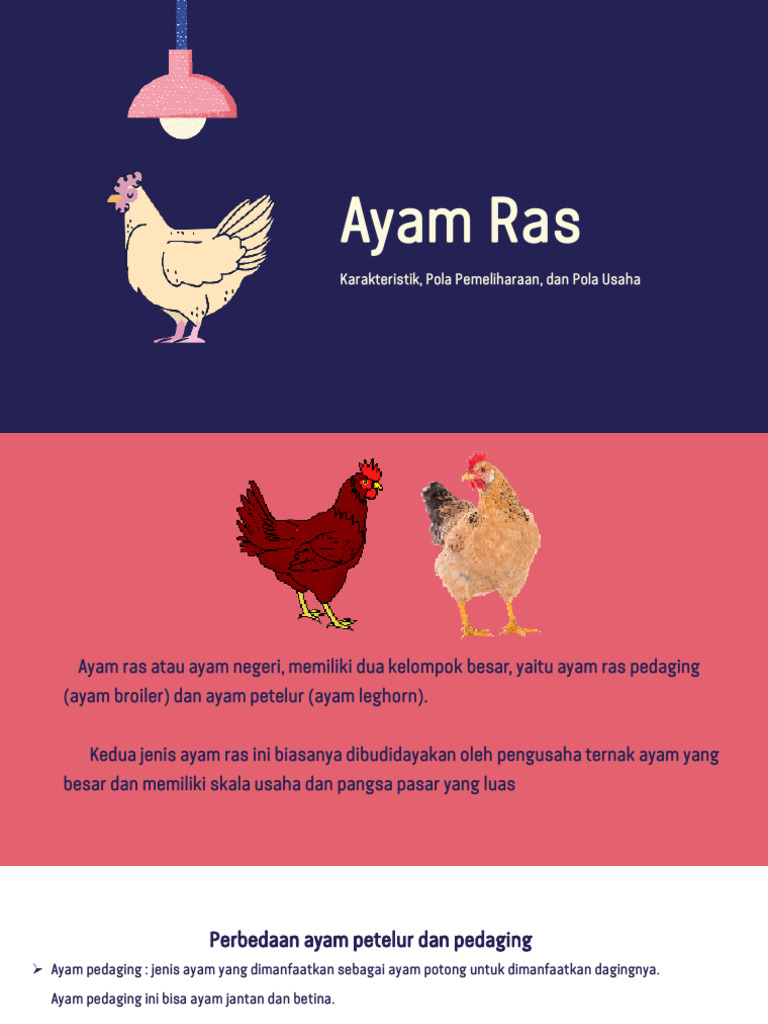 Ayam Ras | PDF