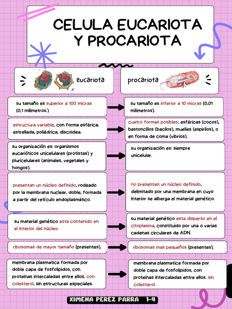 Cuadro Comparativo. Celula Eucariota-Procariota | PDF