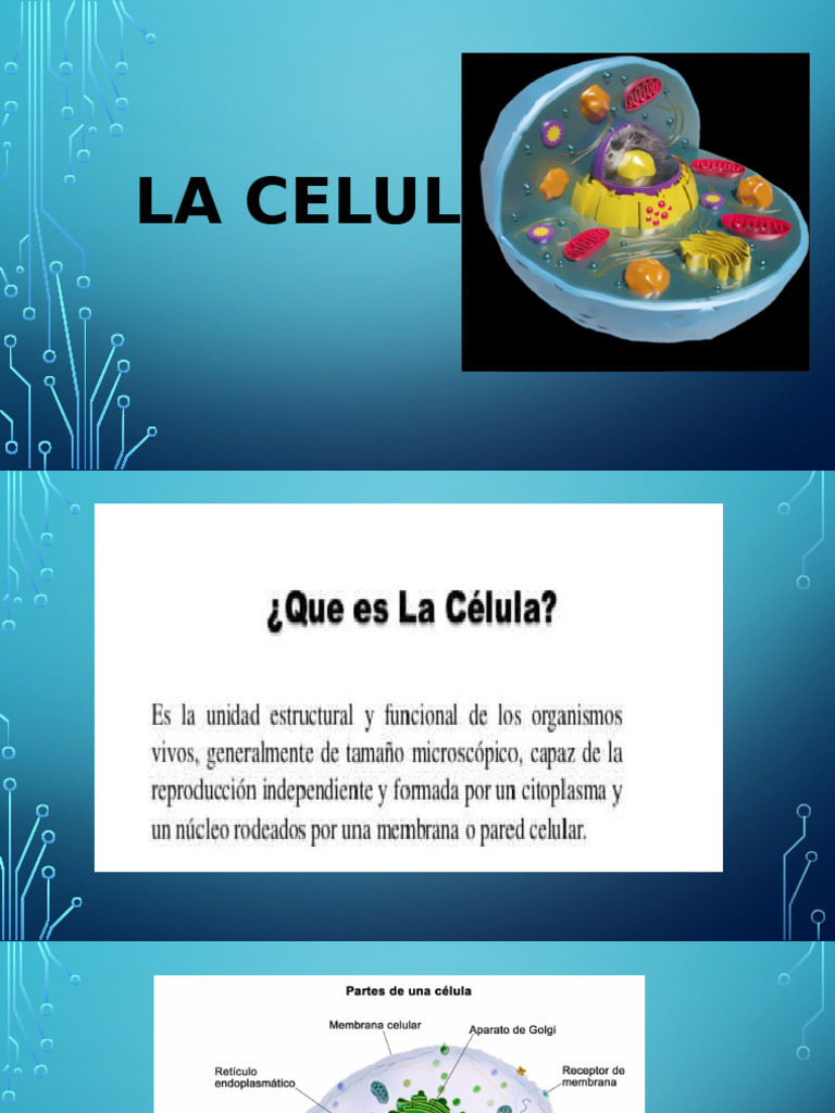 La Celula-1 | PDF