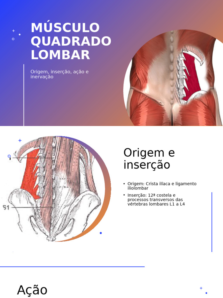 Musculo Quadrado Lombar Resumo | PDF