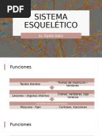 Histología Del Hueso PDF | PDF | Hueso | Sistema esquelético