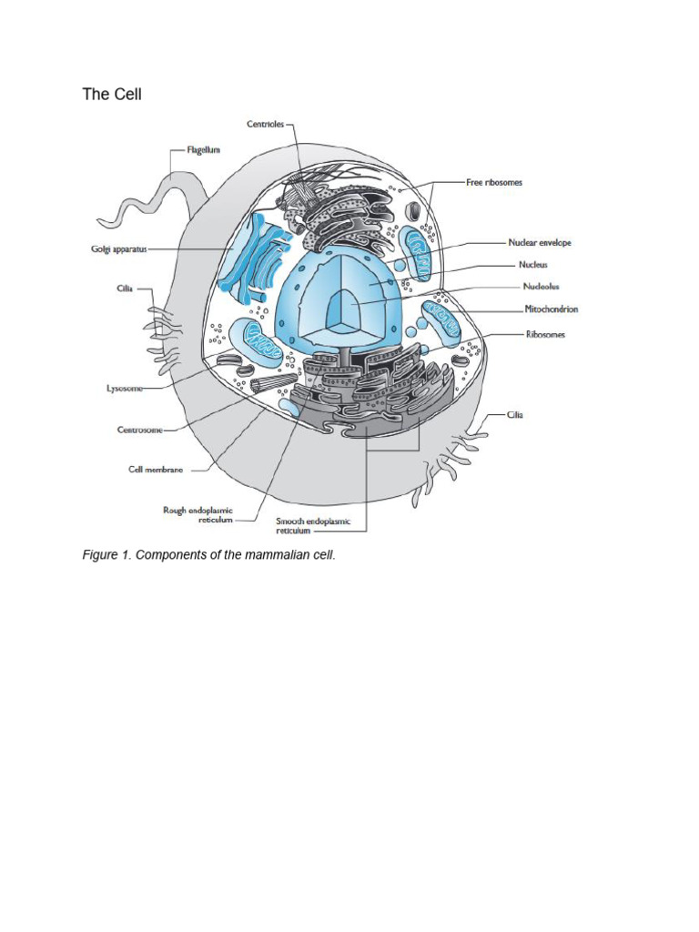 The Cell | PDF | Cell Membrane | Cellular Respiration