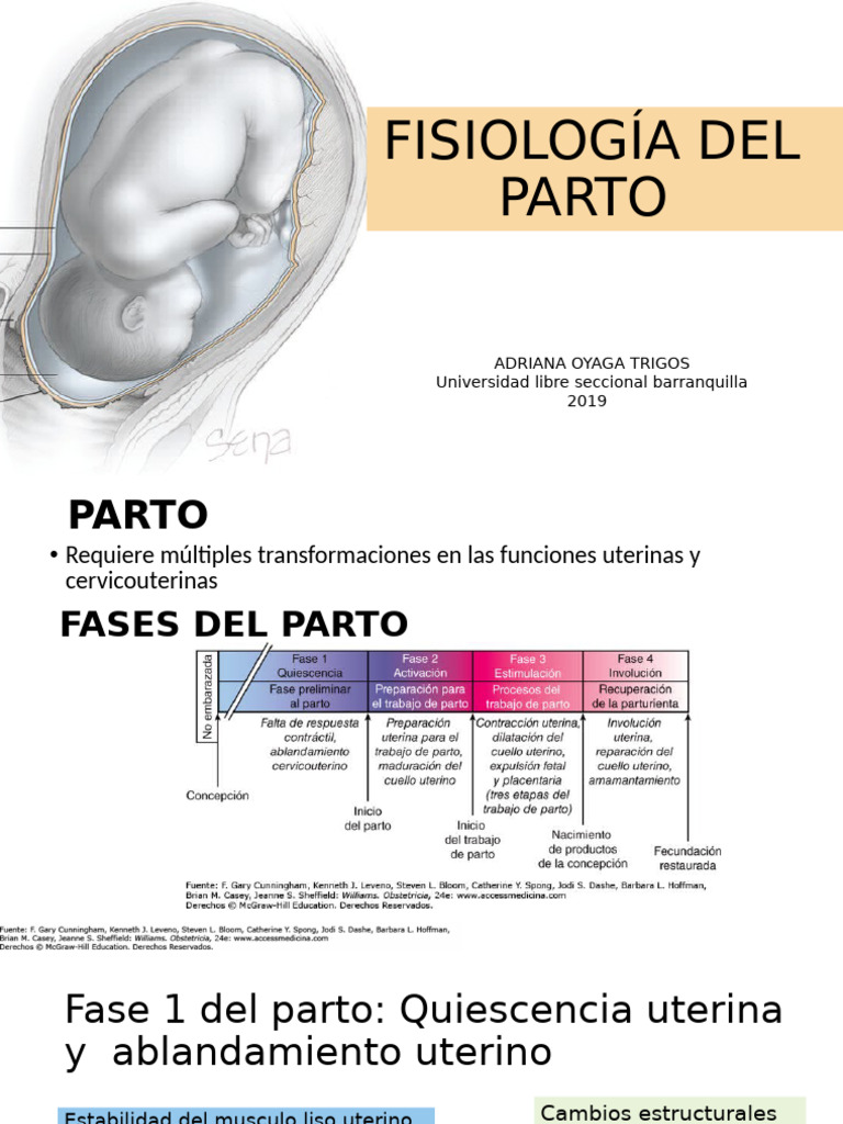 Fisiología del Parto: Fases y Procesos | PDF | Parto | Reproducción humana