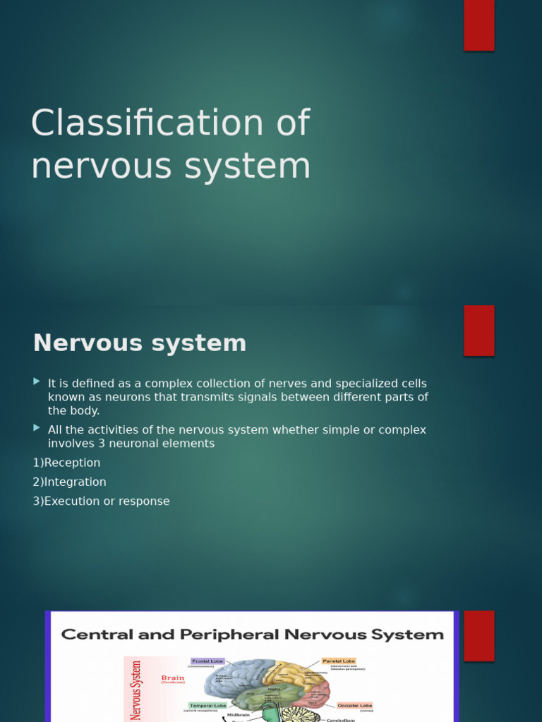 1.classification of Nervous System | PDF
