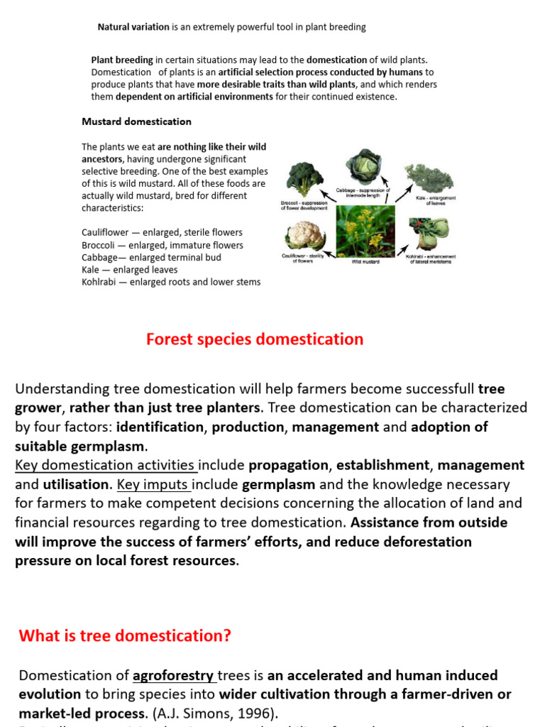 Lesson 4 | PDF | Forests | Plantation