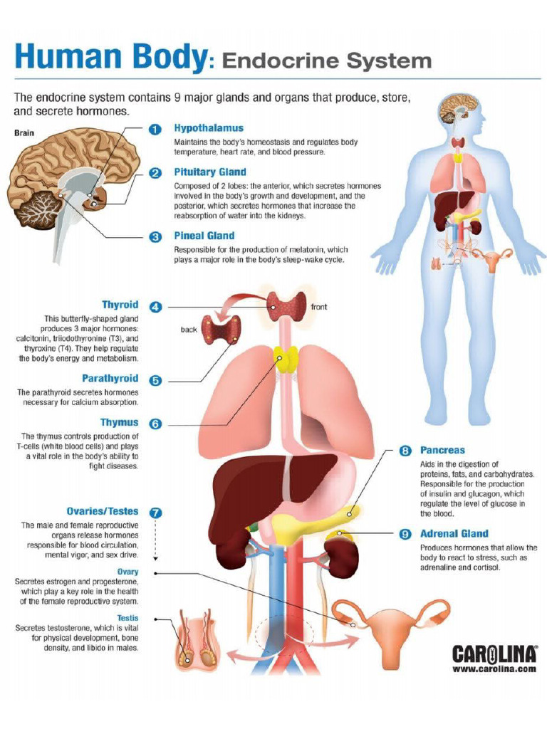 Human-Body-Systems | PDF