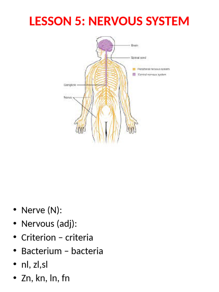 Lesson 5 - Nervous System | PDF | Nervous System | Senses