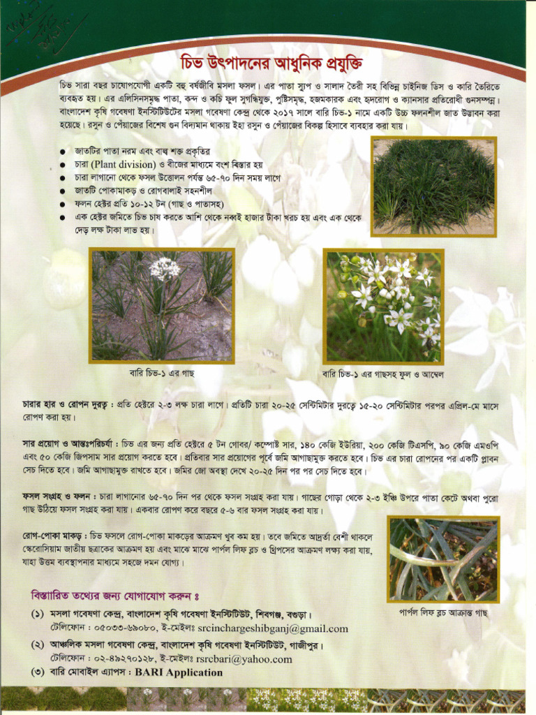Chieve | PDF