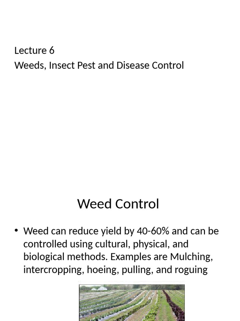 Presentation2 (1) | PDF | Vegetables | Crop Rotation